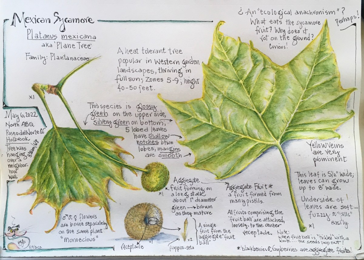 Spring Has Arrived! Part 4: A New Mexican Sycamore – a curious nature