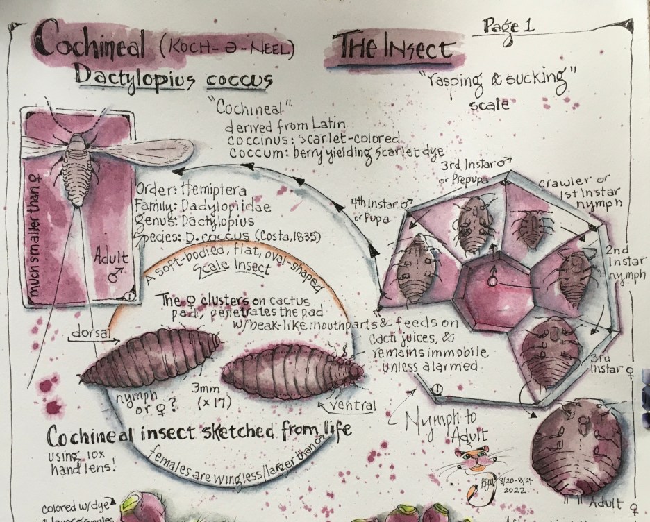 Summer Bugs and Botany: Cochineal Dye Making – a curious nature