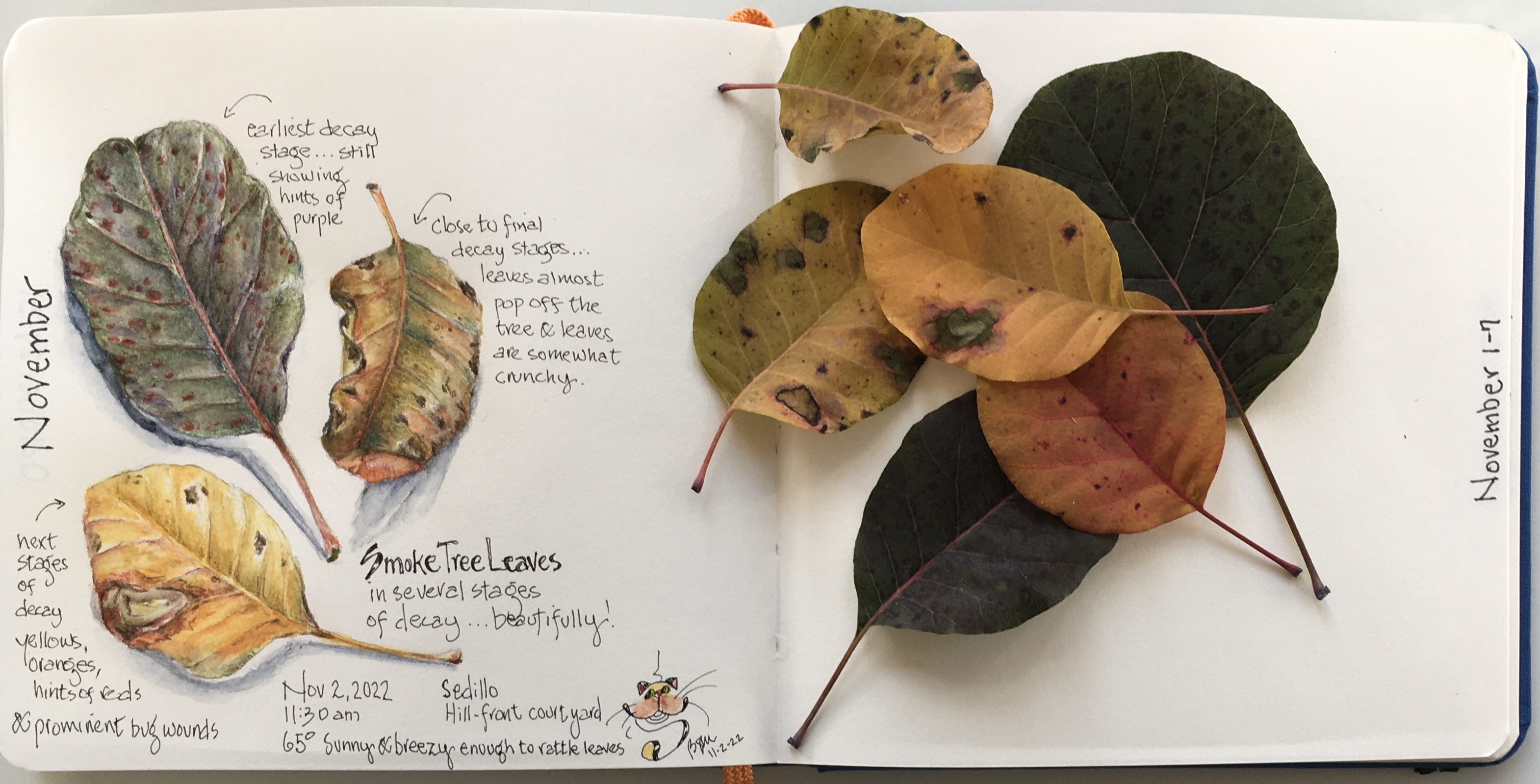 Almost fallen leaves – a curious nature