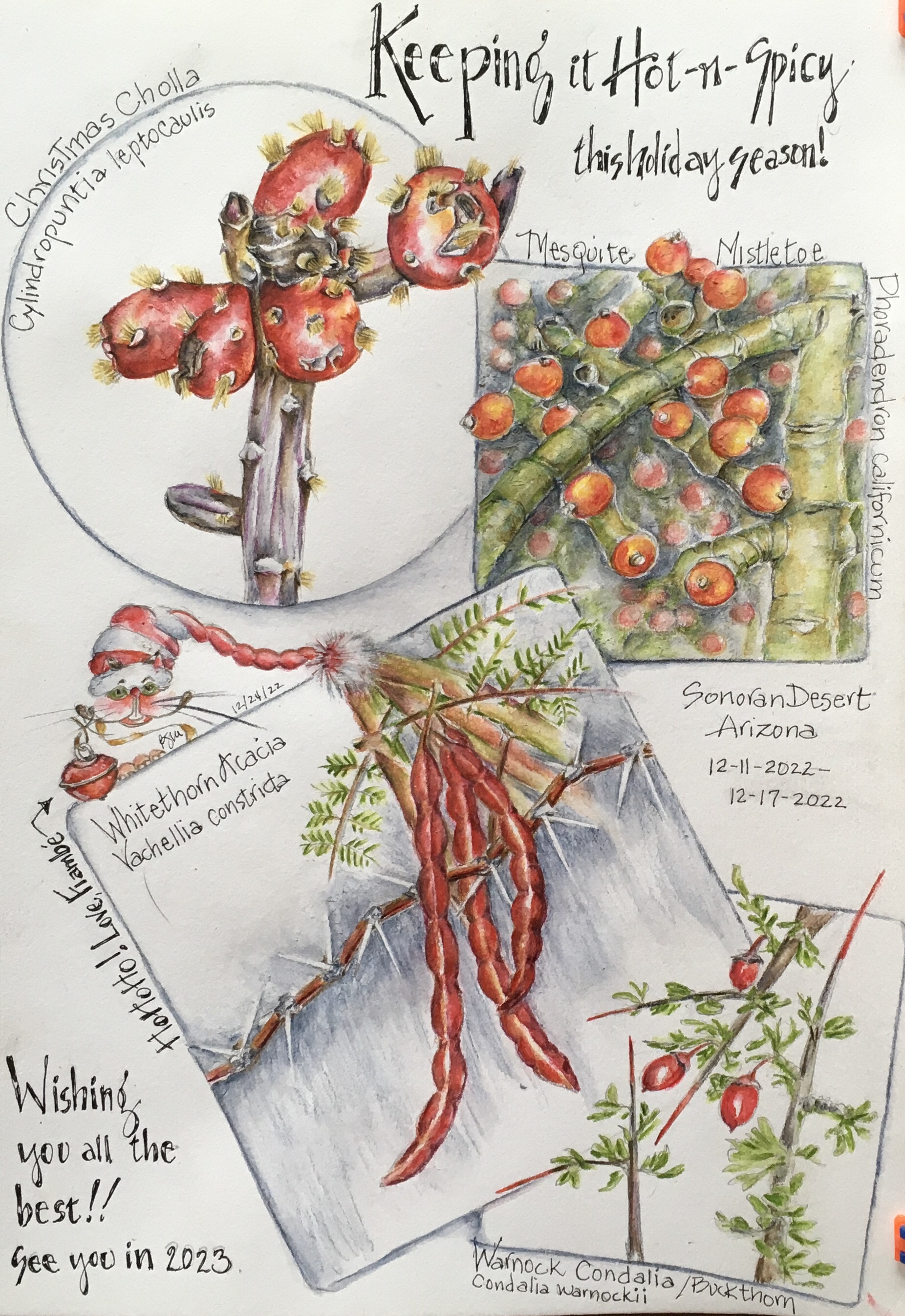 Keeping it Hot-n-Spicy! Happy Holiday Season – a curious nature