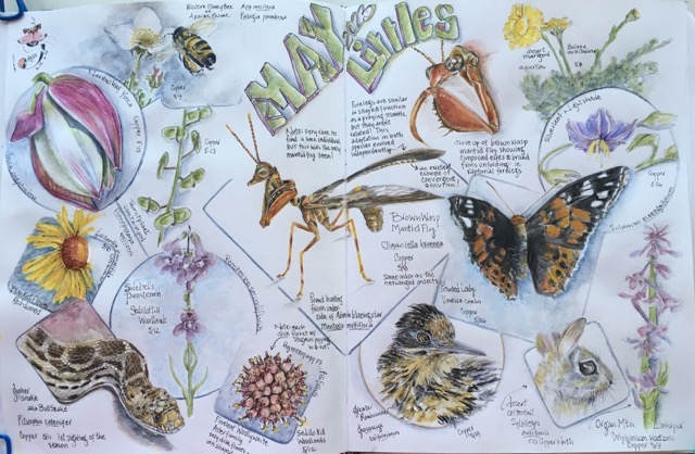 May “Littles” ….. blooming, buzzing, flying, fleeing, stalking ...