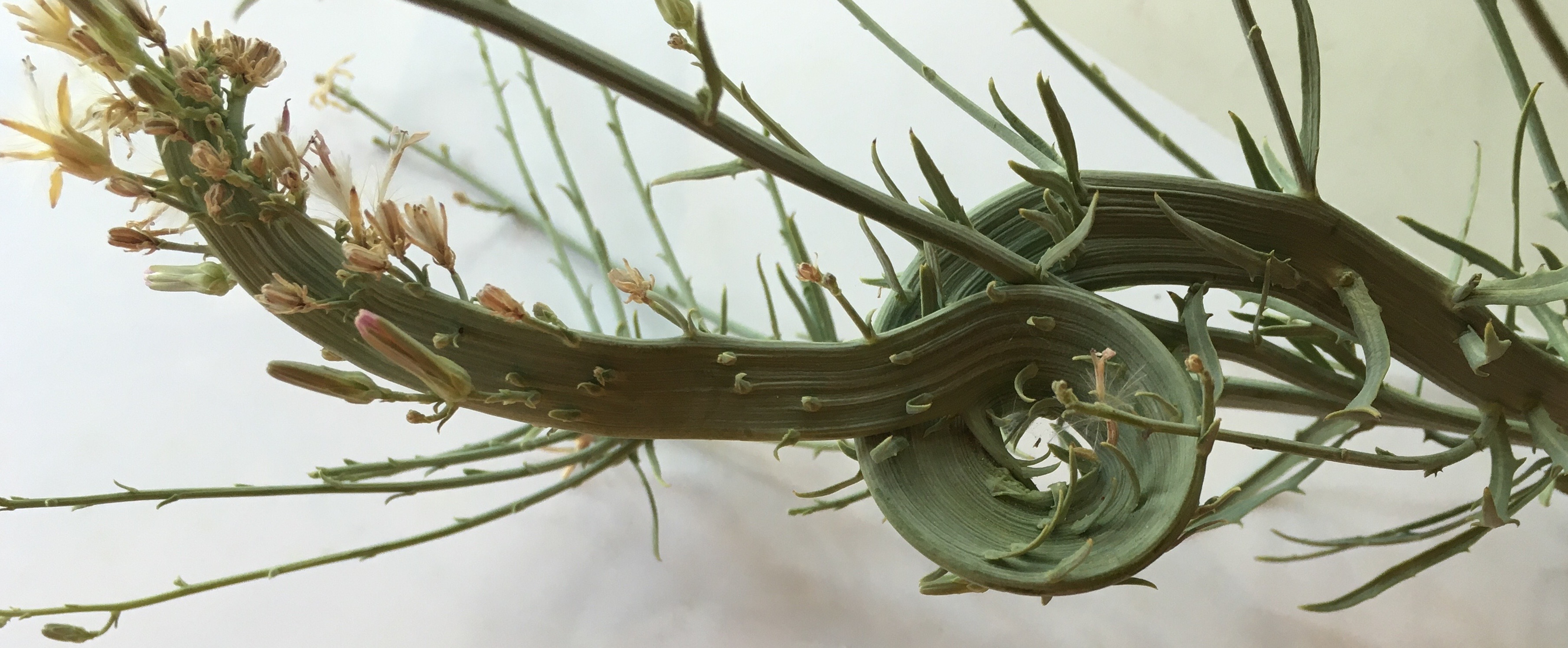 Cypsela! The Sunflower Seed – a curious nature