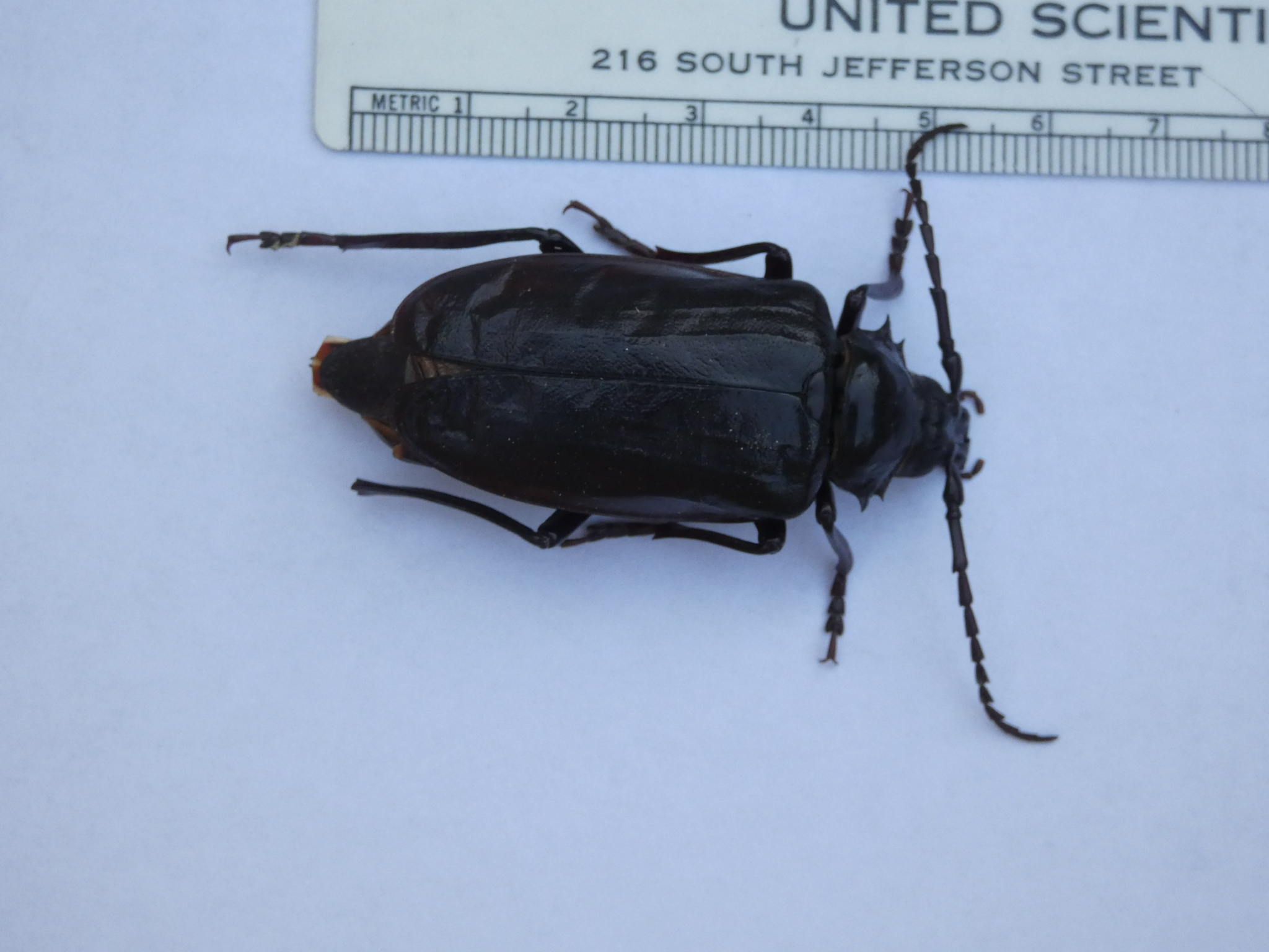 Excitement on all levels! Welcome Big Rain and Big Bugs. – a curious nature
