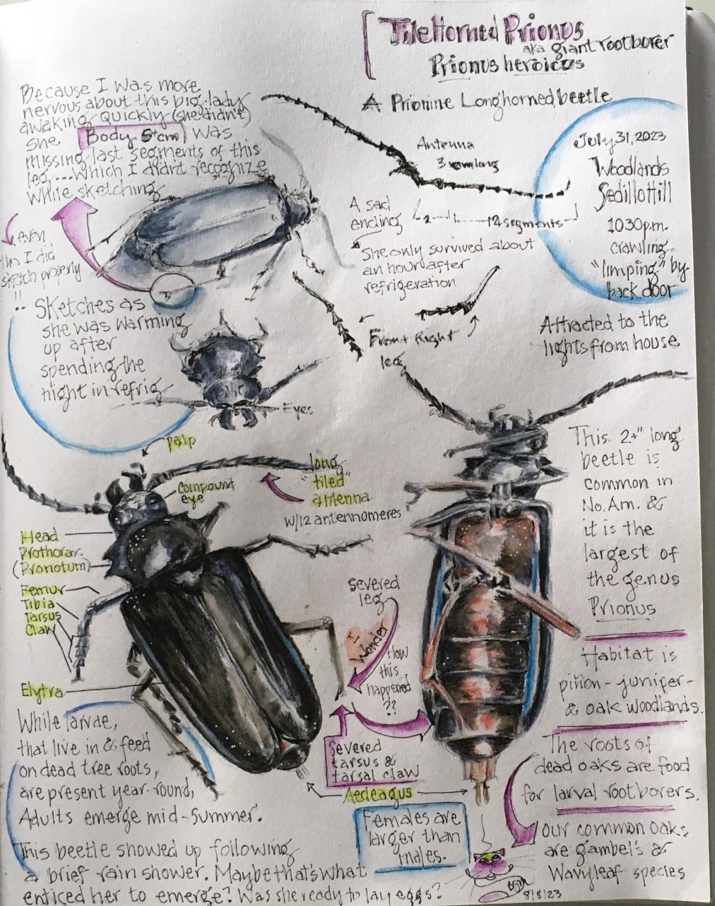 Excitement on all levels! Welcome Big Rain and Big Bugs. – a curious nature