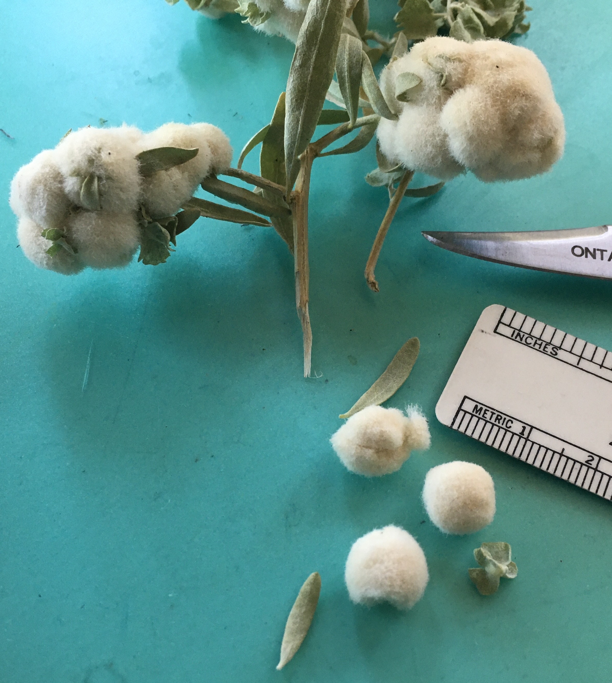 No Small Galls this Fall! Oak galls, then and now, the sequel….. – a ...