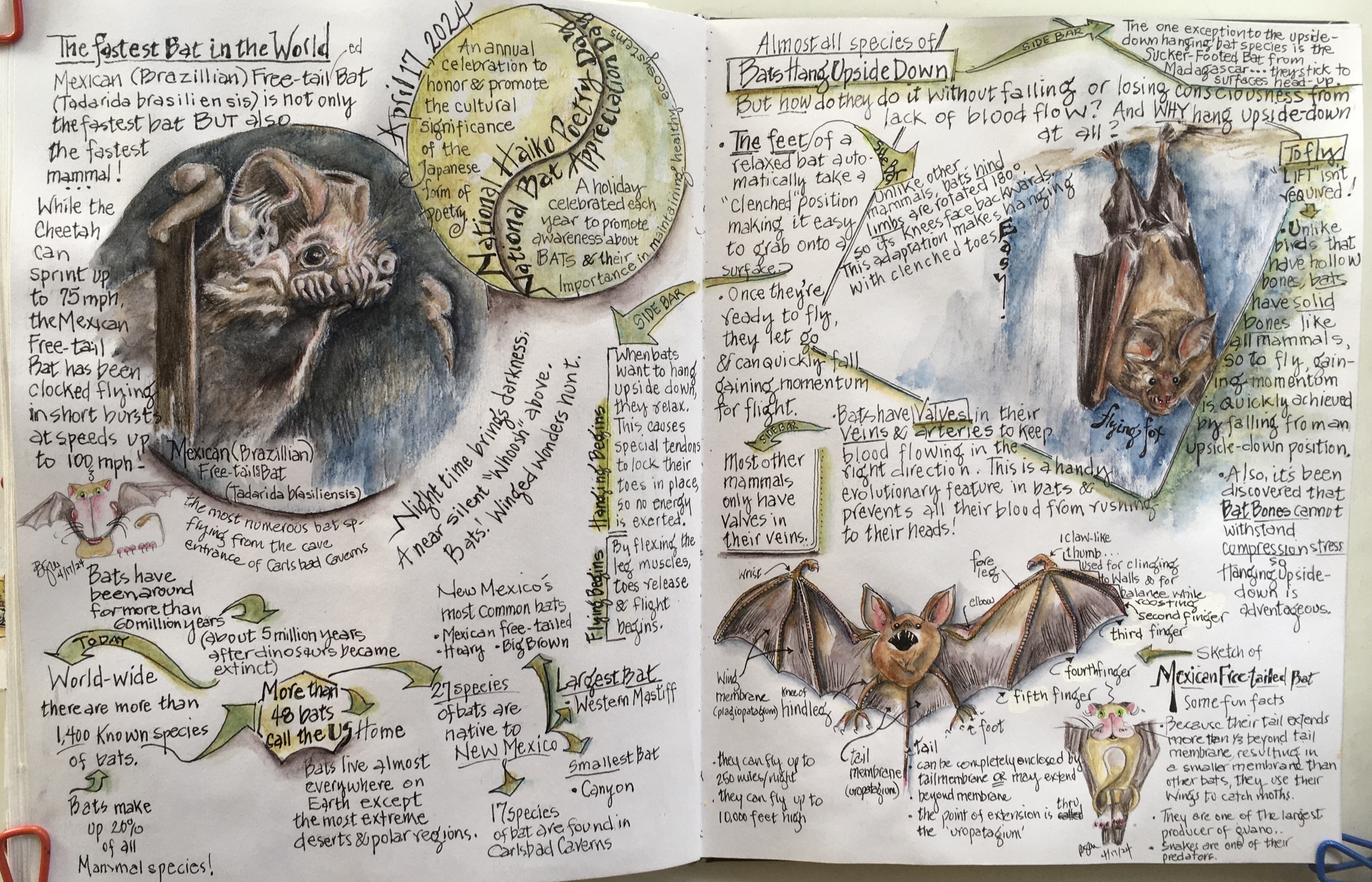 National Bat Appreciation Day & National Haiku Poetry Day -April 17th ...