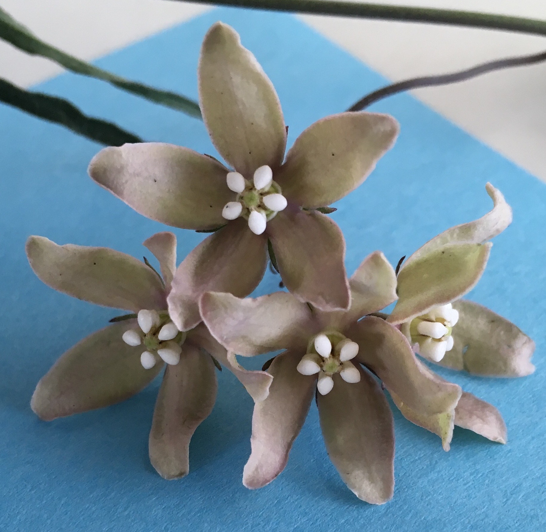 Surprise! A vine-y, twine-y desert milkweed discovery …… – a curious nature