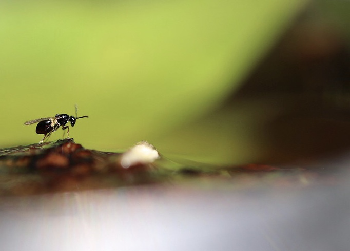 The Gall! A Curiosity of Oak Galls, Revisited …… Part III – a curious ...