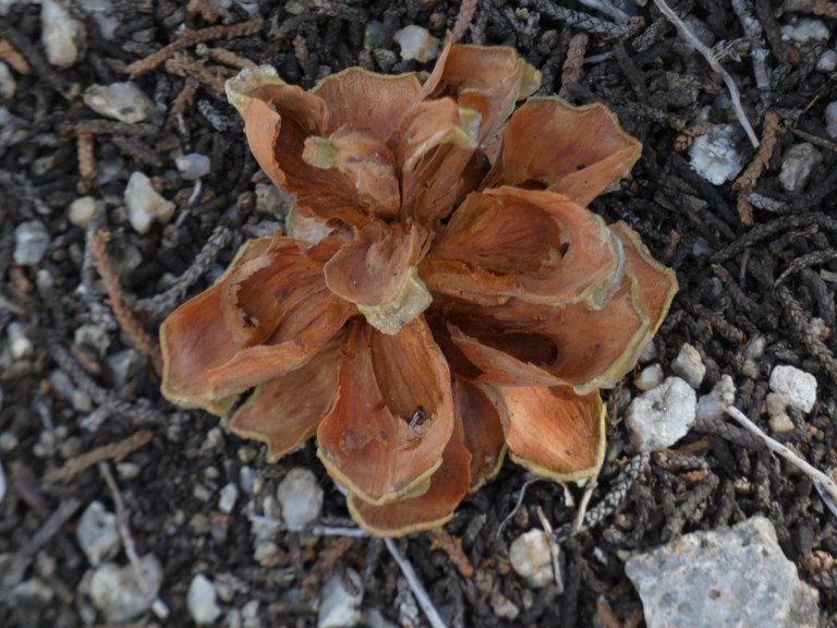 Piñon or Pinyon, Piñon Seed or Pine Nut – a curious nature