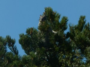 Piñon or Pinyon, Piñon Seed or Pine Nut – a curious nature