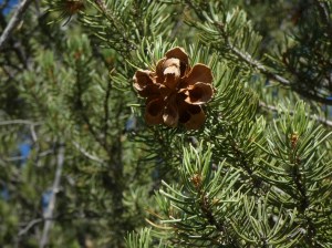 Piñon or Pinyon, Piñon Seed or Pine Nut – a curious nature