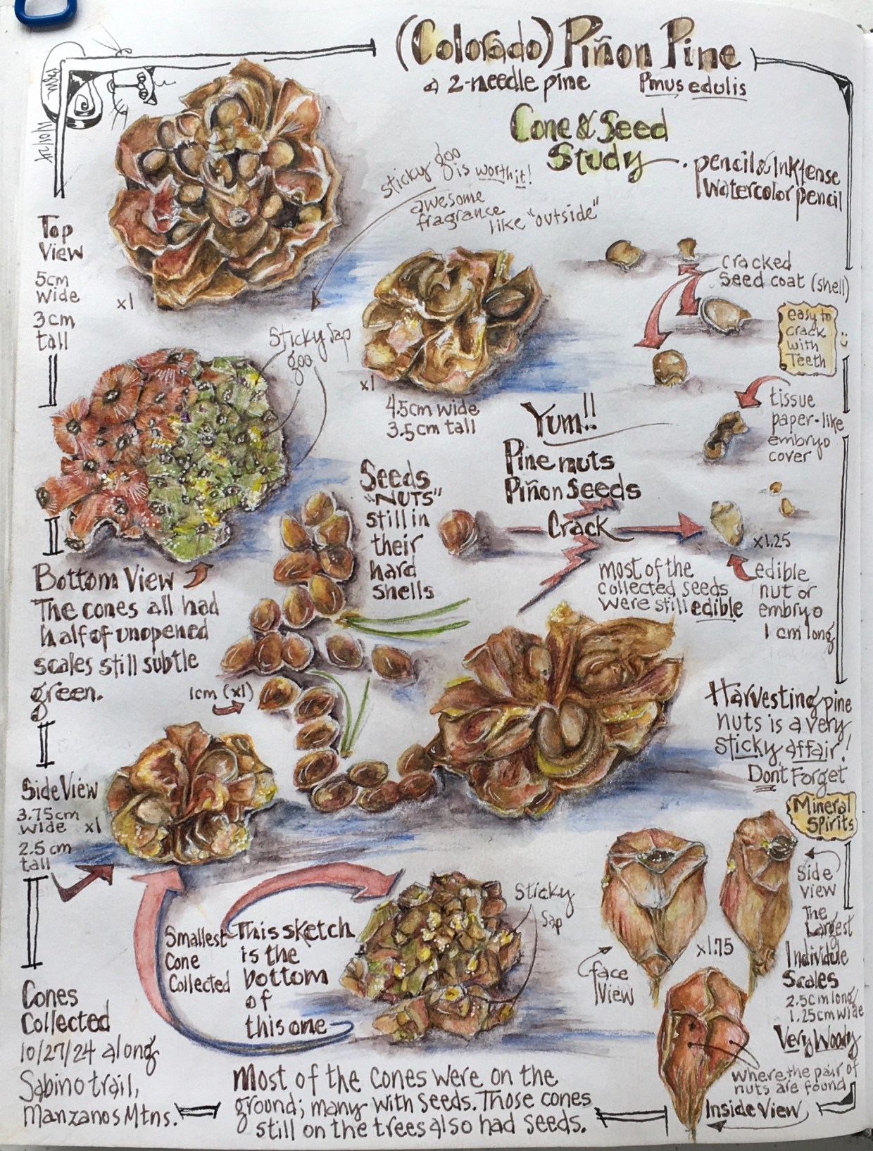 Piñon or Pinyon, Piñon Seed or Pine Nut – a curious nature