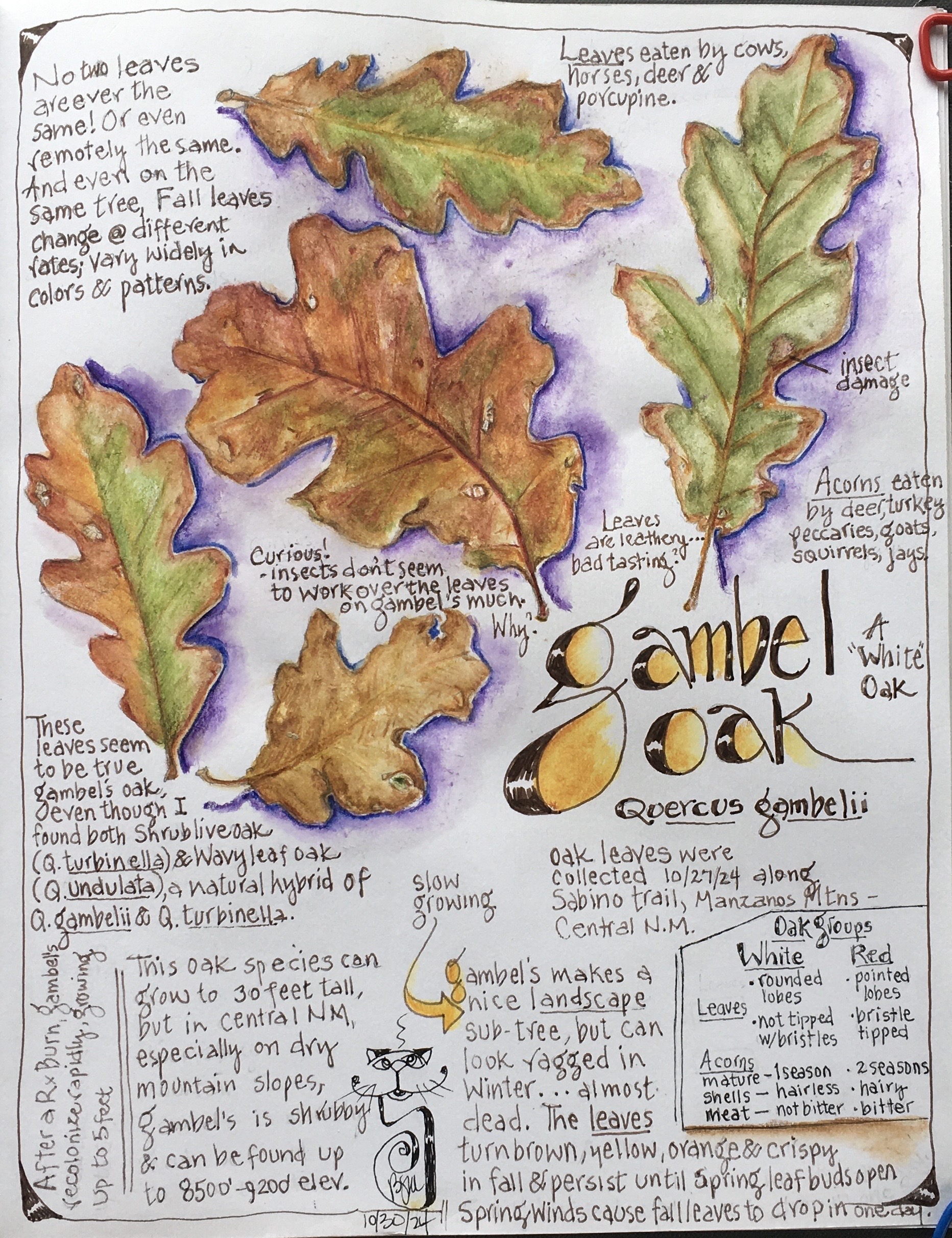 Nature’s Colorful Fall Patchwork ….. The Beauty of Gambel Oak Leaves ...