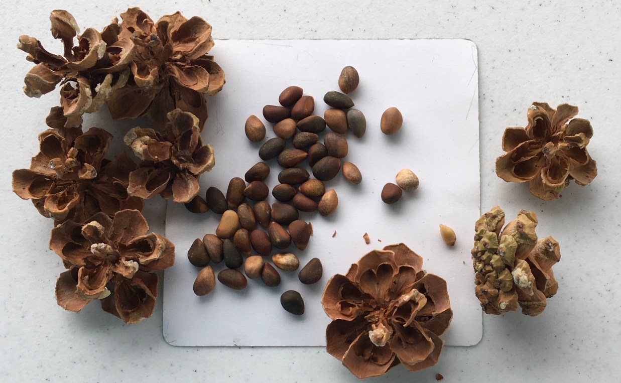 Piñon or Pinyon, Piñon Seed or Pine Nut – a curious nature