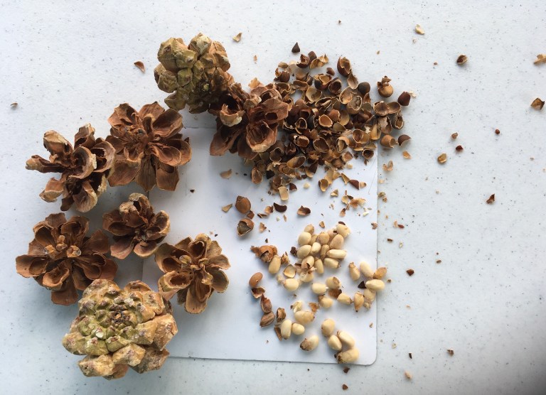 Piñon or Pinyon, Piñon Seed or Pine Nut – a curious nature