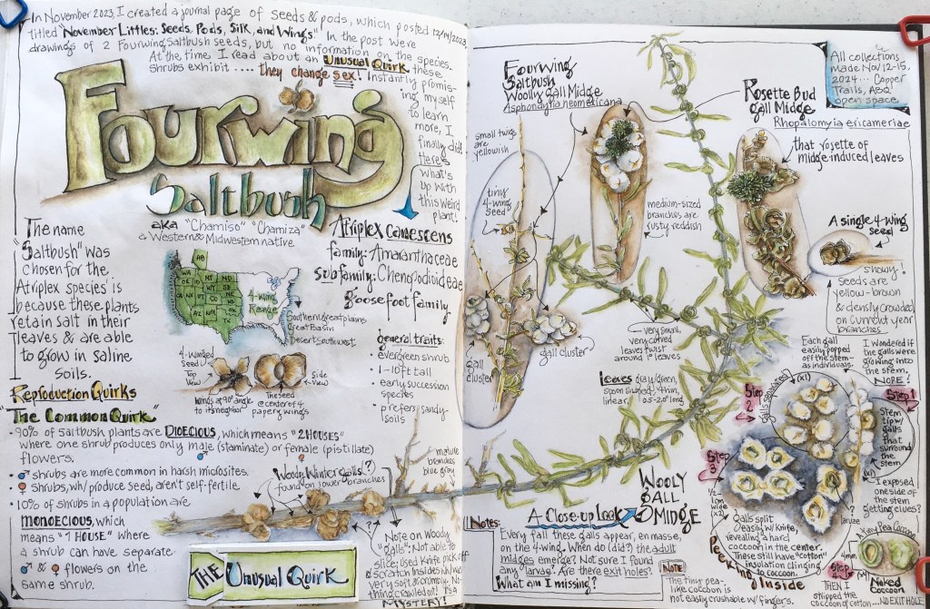 A Quirk of Nature: Fourwing Saltbush – a curious nature