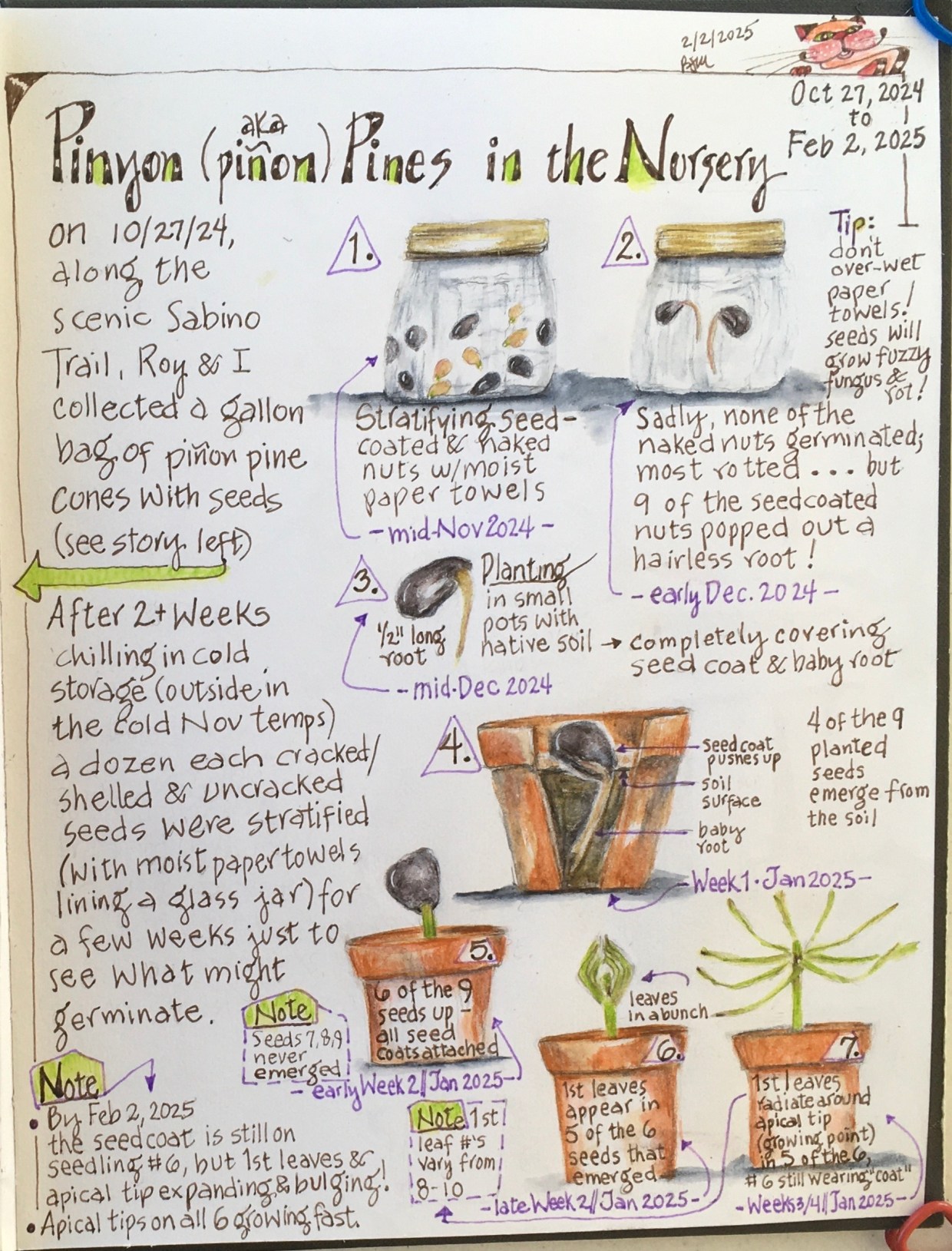 From Seed to Tree: The Irresistible Urge to Grow – a curious nature