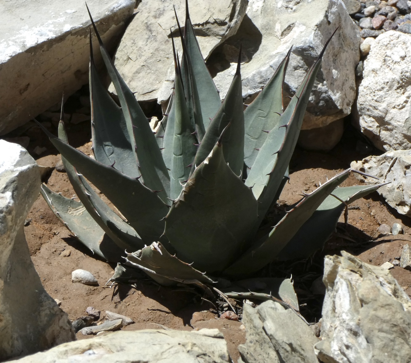 A Rosette by any other name ……. – a curious nature