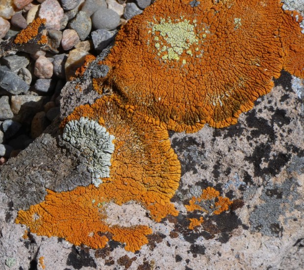 A Rosette by any other name ……. – a curious nature