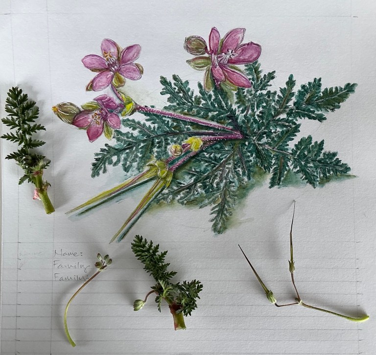 Redstem Stork’s-Bill – Page 2 .. The 100 Day Project (2026) – a curious ...